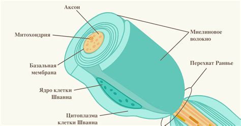 Нервное волокно. Большая российская энциклопедия