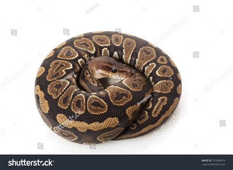 Black Opal Ball Python Python Regius Stock Photo Shutterstock