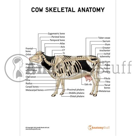 Bovine Skeletal Anatomy Bovine Skeleton Cut Out Stock Images