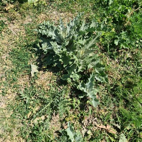 Premium Photo A Plant In The Grass