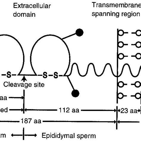 Proposed Model For Sequential Proteolytic Processing Of Fertilin αβ Download Scientific