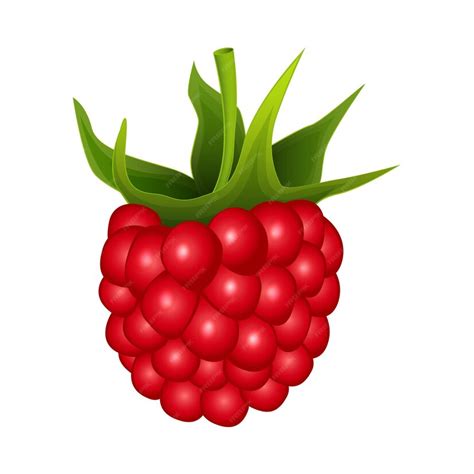 Premium Vector Raspberry On White Background