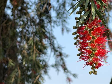 繁花三月来广州，看“能开花的柳树”
