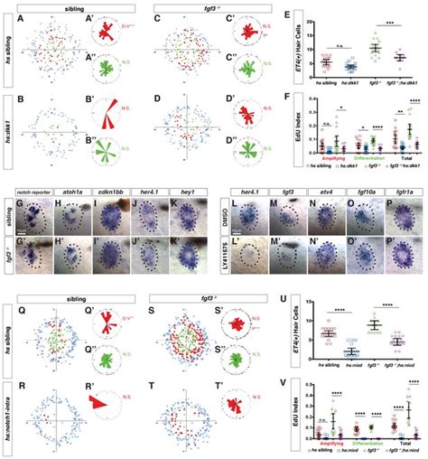 ScRNA Seq Reveals Distinct Stem Cell Populations That Drive Hair Cell Regeneration After Loss Of