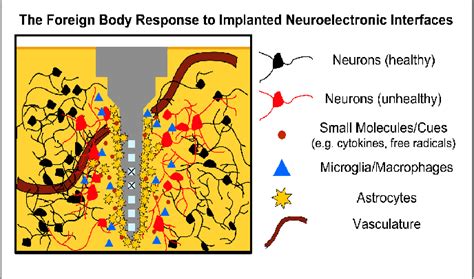 Figure 1 From Bioactive Neuroelectronic Interfaces Semantic Scholar