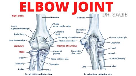 Anatomy Elbow Joint