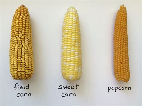 Corn Kernel Cyst At Herman Dunlap Blog