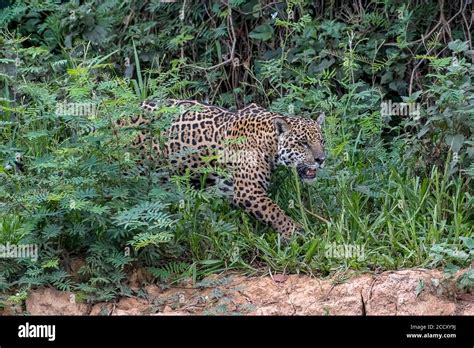 Jaguar Panthera Onca Steps Out Of Cover Matto Grosso Do Sul