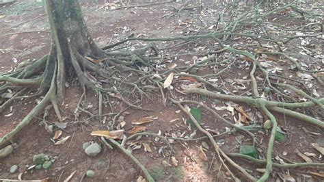 Roots Of A Mature Tree Cracking And Destroying The Sidewalk Stock Image Image Of Path Grow