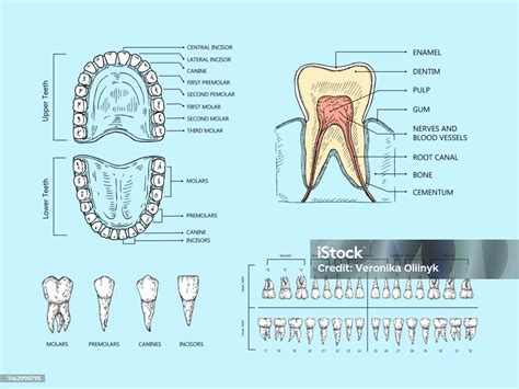 치아 해부학 계획 치아 구조 인포 그래픽 교정 인간의 치아 손실 다이어그램 및 입 차트 과학 벡터 일러스트 레이 션 이빨에 대한 스톡 벡터 아트 및 기타 이미지 Istock