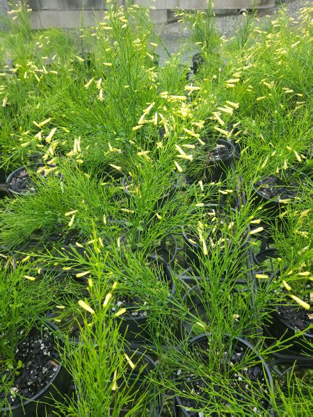 Russelia Equisetiformis ‘lemon Falls Yellow Firecracker Plant