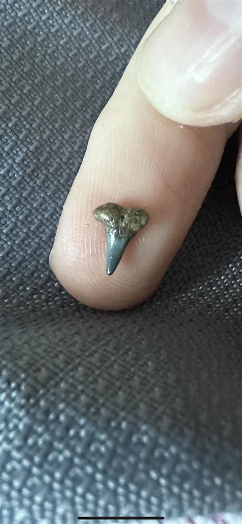 Shark Tooth Identification Rsharks