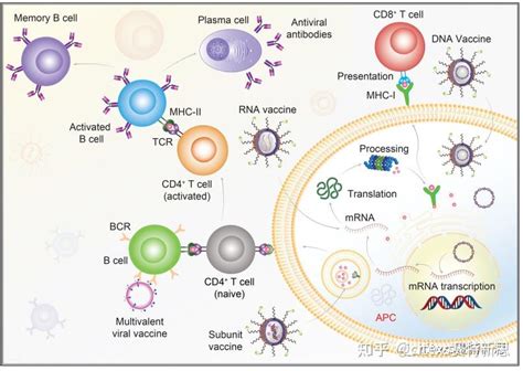 Mhc分子、apc细胞及t细胞之间的关联及详解 知乎