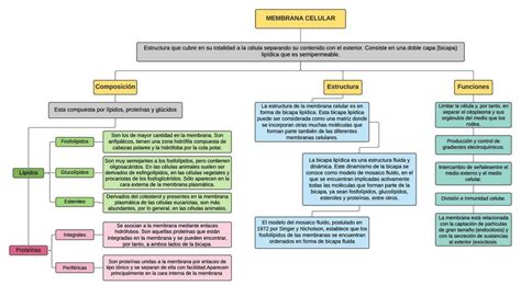 Mapa Conceptual De Las Funciones De La Membrana Plasmática Brainly Lat