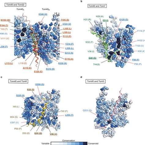Cryo Em Analysis Of The Tom Complex A A Micrograph Of The Tom Complex Download Scientific