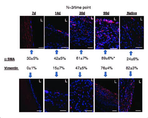 Immunological Staining Demonstrating Successful Recellularization Of
