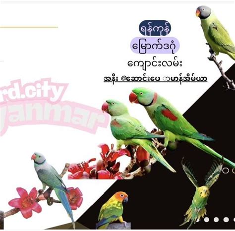 အိမ်အသစ်ရှာနေတဲ့တေးဆိုတတ်သူလေး ကျေးဂေါင်းပြာတ6ကာင် 15🏵️🏵️🏵️ သင့်အိမ