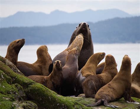 Steller Sea Lion The Marine Mammal Center