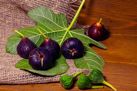 잘 익은 달콤한 무화과 녹색 잎 건강 한 지중해 무화과 무화과입니다 에 삼 베 나무 보드 0명에 대한 스톡 사진 및 기타 이미지 Istock