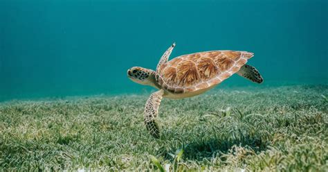 Hattrick Hattrick New Partnership With Pinwheel