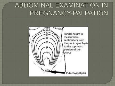 The Obstetric Examination Ppt