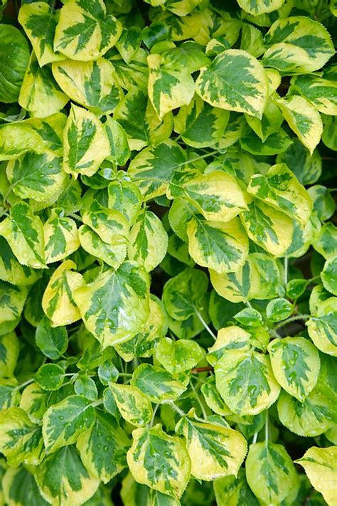 Miranda Climbing Hydrangea Hydrangea Petiolaris Miranda Mr