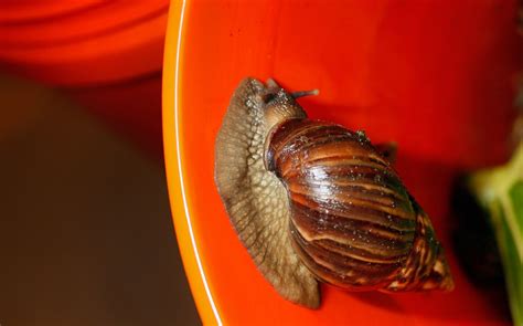 Invasive Snails Love Florida Heres Why Popular Science