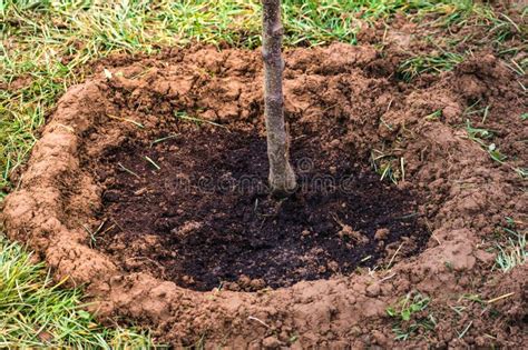 Creation Of A Basin Around A Freshly Planted Tree Trunk To Facilitate