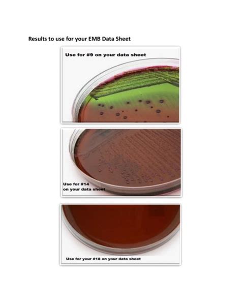 Solved Name Date Lab Section I Was Present And Performed