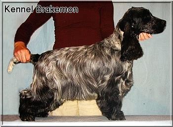 Genomia English Cocker Spaniel