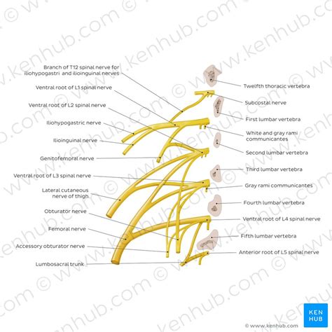 Ilioinguinal Nerve Inguinal Canal Ilioinguinal Nerve Inguinal Canal