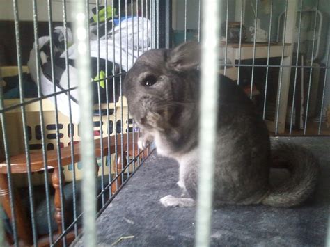My Chinchilla Cinder Chinchilla Photo 24836981 Fanpop