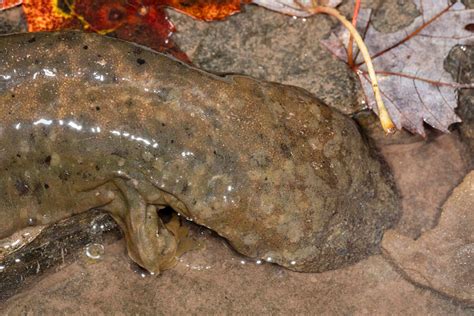 Hellbender Salamander L Mighty Amphibian Our Breathing Planet