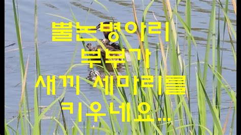 왕송호수 뿔논 병아리 부부가 새끼 세 마리를 키우고 있네요 Youtube