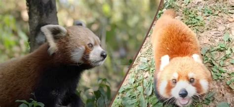 International Marathon For Red Panda Conservation Nepal Views