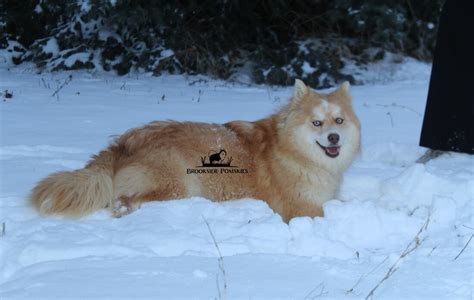 Meet Our Pomsky Dams