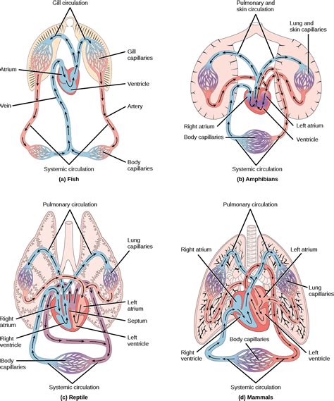 Closed Circulatory System Bird