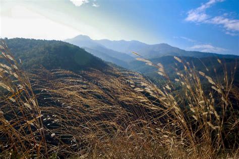 Grass Tilting In The Wind Stock Image Image Of Garden 119421641
