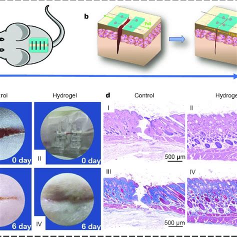 Schiff Base And Michael Addition Reactions Of Aminated And Thiolated Download Scientific
