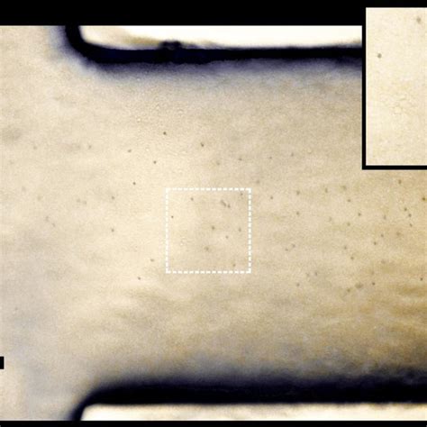 Chemical Structure Of Different Types Of Parylene A Parylene N B