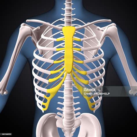 Esqueleto Masculino Clavícula Esternón Costillas Radio Y Anatomía De