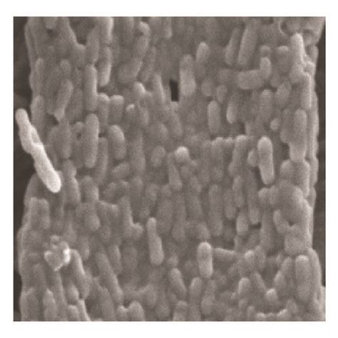 Wpg Extracted From Lactobacillus Paracasei Subsp Paracasei M5 Strain Download Scientific
