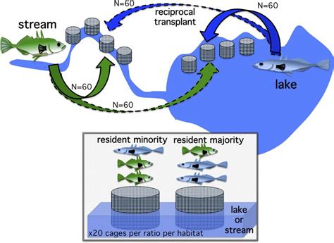 Frequency Dependent Selection