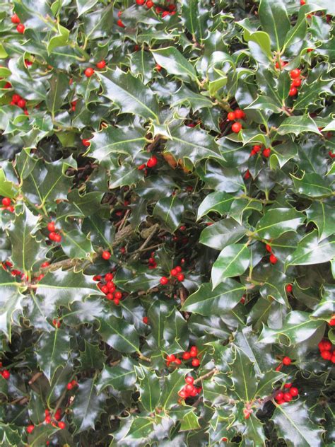 Holly Free Stock Photo Public Domain Pictures