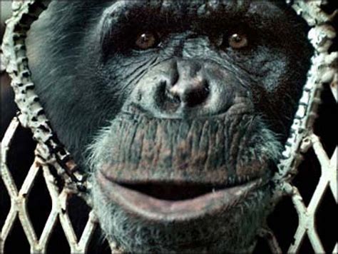 Moe The Chimp Is On The Loose Laist