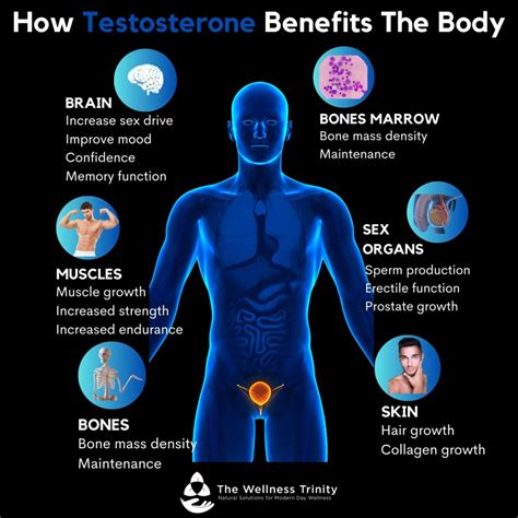 Testosterone And Its Crucial Role In Male Health Get Your Life Back With Emotional Wellness