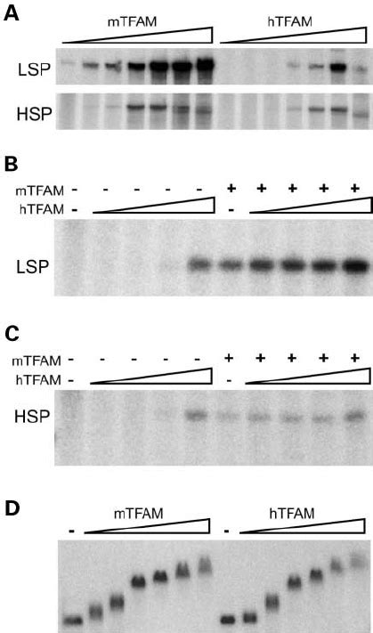 Characterization Of Transcription Activation And Dna Binding Activities
