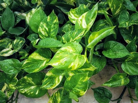 Cuidados Del Poto O Potus Una Planta Resistente Y Con Estilo