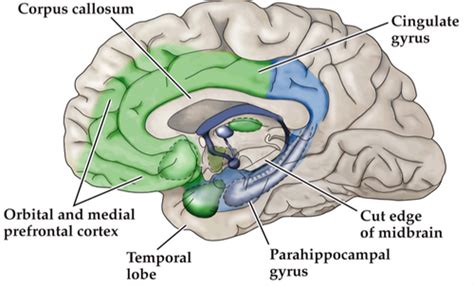 Parahippocampal Gyrus Entorhinal Cortex