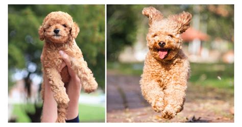 Teacup Poodle Poodle Rescue Of New England